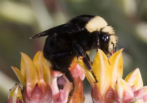 Beautiful Bumblebees