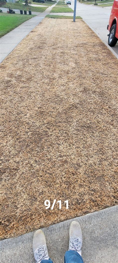 Hell Strip Vanity Strip Rlawncare