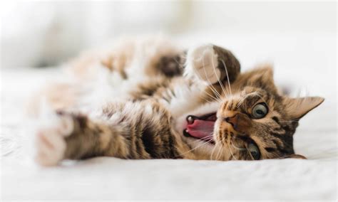 What Do Pale Gums In Cats Mean Should I Be Worried Bechewy