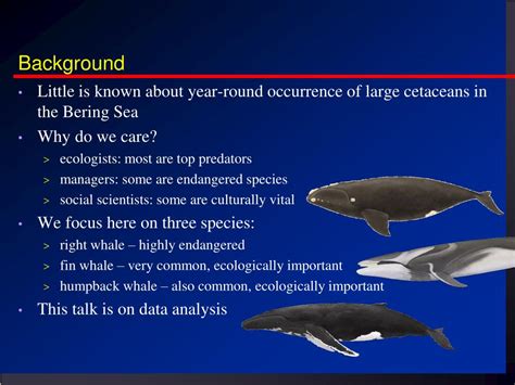 Ppt Passive Acoustic Detection Of Right Fin And Humpback Whales In