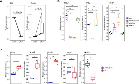 Txnip Upregulation Upon Depletion Of Pk Activity In Different Model