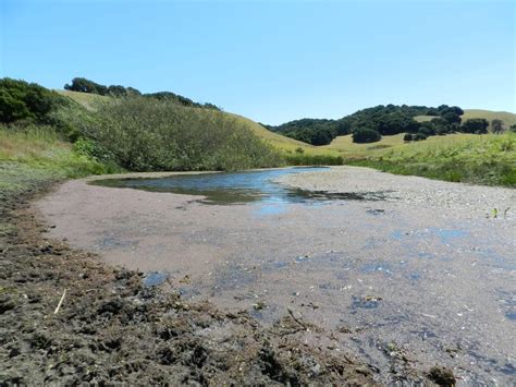 Briones Regional Park A Wildlife Hub Livermore Ca Patch