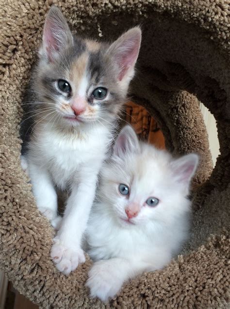 Adorable Kittens One Calico And One Ragdoll Kittens Cutest Kittens