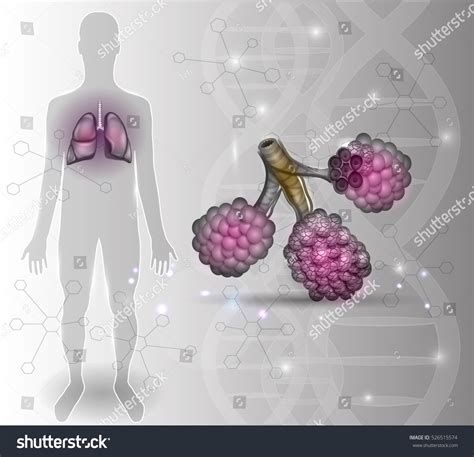 Ilustrasi Stok Alveoli Anatomy Oxygen Carbon Dioxide Exchange