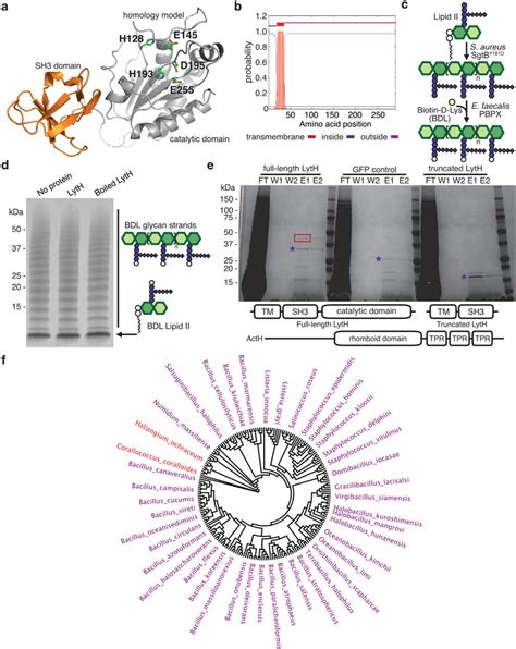 Lyth Pulled Down Acth A Previously Uncharacterized Polytopic Membrane Download Scientific
