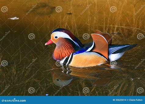 Bunte Mandarinen Ente Stockfoto Bild Von Bunt Mandarine 35625014