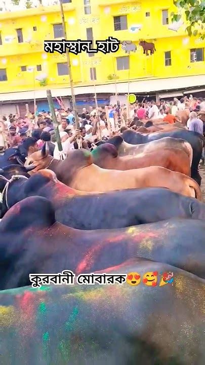 কুরবানী মোবারক 🎉 হাট 😍 Cow Goru গরু Shorts Youtube