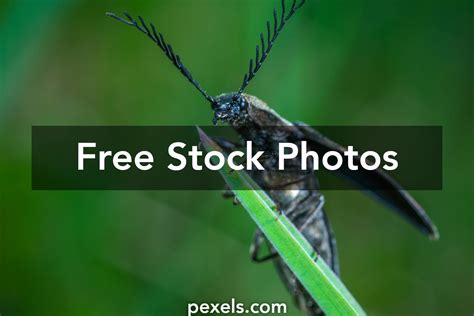 Beetle Antenna Photos Download The Best Free Beetle Antenna Stock