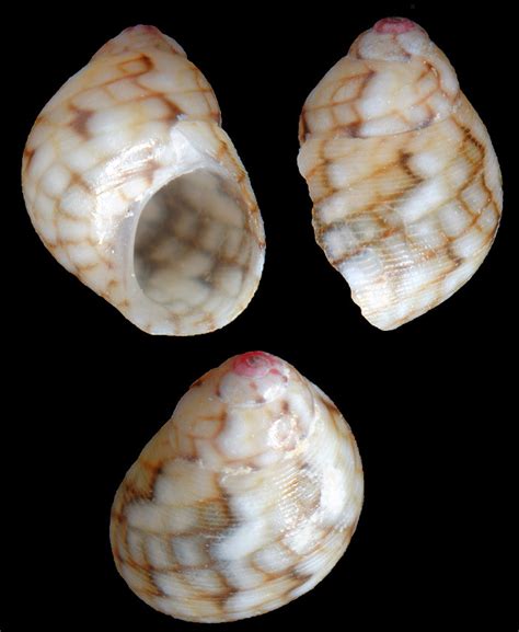 Eulithidium Tessellatum Potiez And Michaud 1838