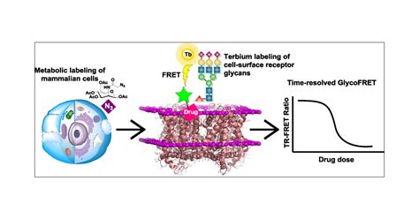 Cell Surface Receptor