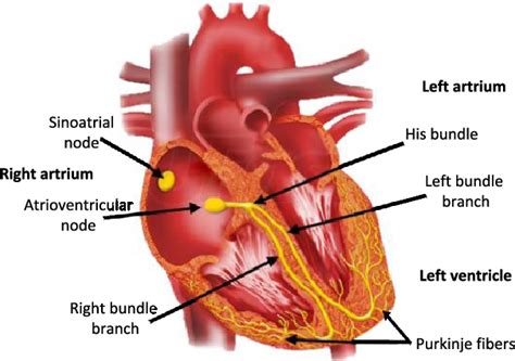 Figure 3 From A Comprehensive Survey On Ecg Signals As New Biometric Modality For Human