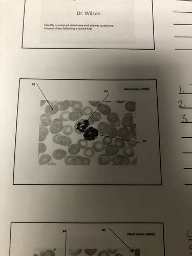Bio 169 Practice Lab Test 1 Dr Wilson Flashcards Quizlet