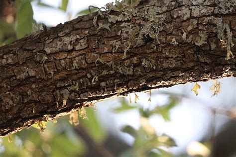 Proper Tree Pruning Doesnt Mean Removing Every Big Branch