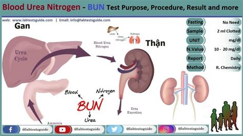 Blood Urea VS BUN Definations Differences Lab Tests Guide