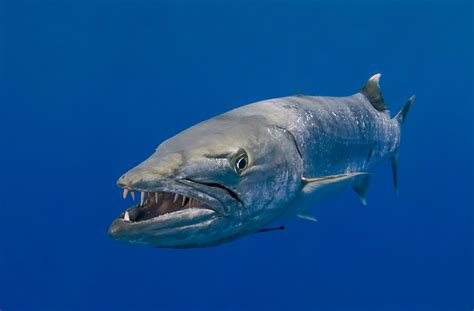 Barracuda Attacks Per Year