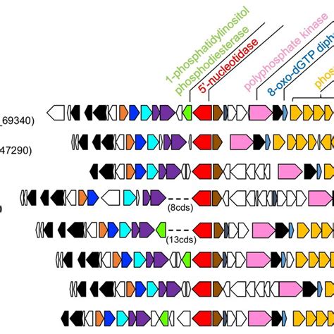 Schematic Representation Of The Coding Sequence For The 5′ Nucleotidase