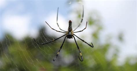 Flying Spiders Where They Live And How They Actually Get Airborne A