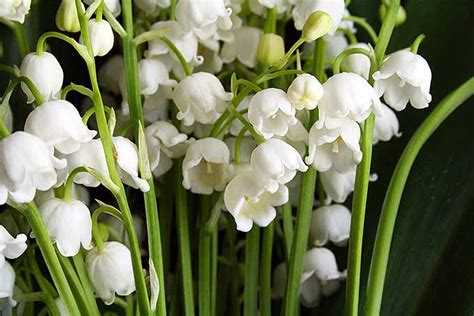 White Lily Of The Valley