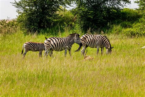 Wildlife Conservation Milestones Reflecting On Recent Achievements