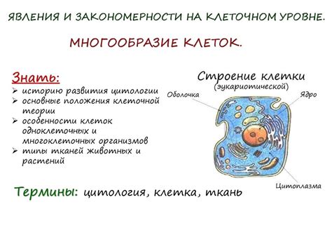 Явления и закономерности на клеточном уровне Многообразие клеток презентация онлайн