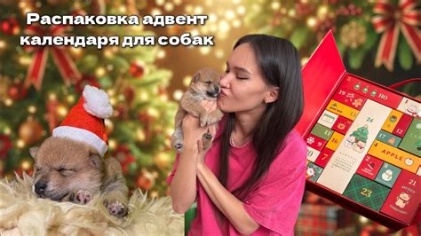 Распаковка!🎄🎁 Адвент календарь для собак 🥳 - YouTube