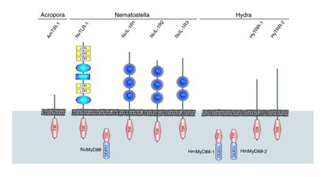 Summary Of Domain Structures Of Tir Domain Containing Proteins Download Scientific Diagram