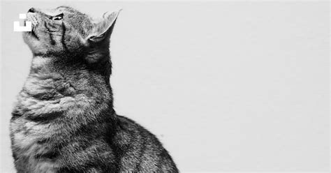 검은 색과 회색 얼룩 고양이 사진 Unsplash의 무료 고양이 이미지