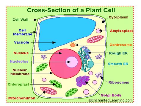 Cell Organelles Notes Ppt