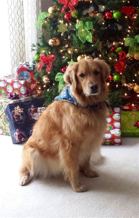 Gorgeous!!!!! | Golden retriever baby, Beautiful dogs, Merry christmas dog