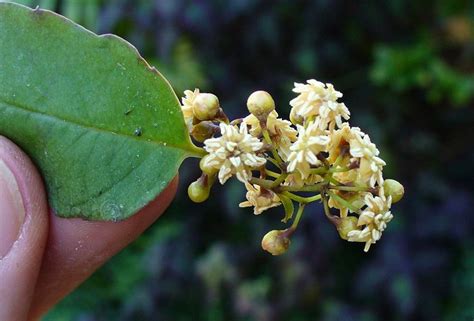 Amborella Trichopoda Easy Plants Plant Species Plants