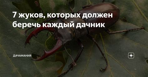 7 жуков которых должен беречь каждый дачник ДачаМания Дзен