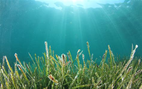 Save Environmental Eelgrass Restoration