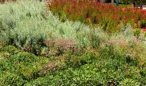Stanford University Science And Engineering Quad Hargreaves Jones