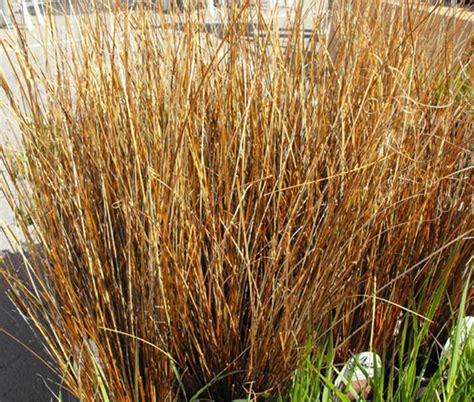 Sedge Bath Carex Davalliana Seeds