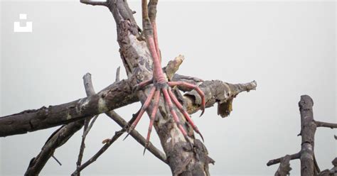 Un Pájaro Azul Sentado En La Cima De La Rama De Un árbol Foto Imagen