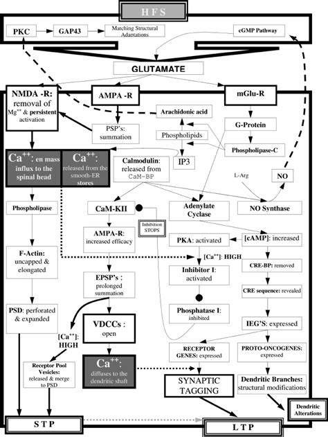 Diagrammatic Description Of The Cascading Events That Result In Download Scientific Diagram