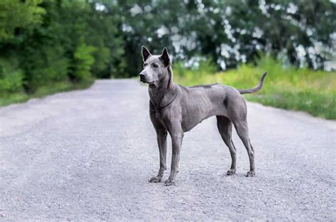 Thai Ridgeback Vs Rhodesian Ridgeback What Are The Differences A Z