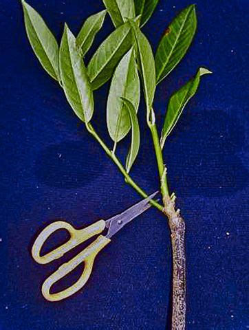 Propagating Semi Hardwood Cuttings