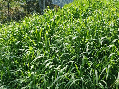 Pastos Y Forrajes Dactylis Glomerata Wikipedia La Enciclopedia