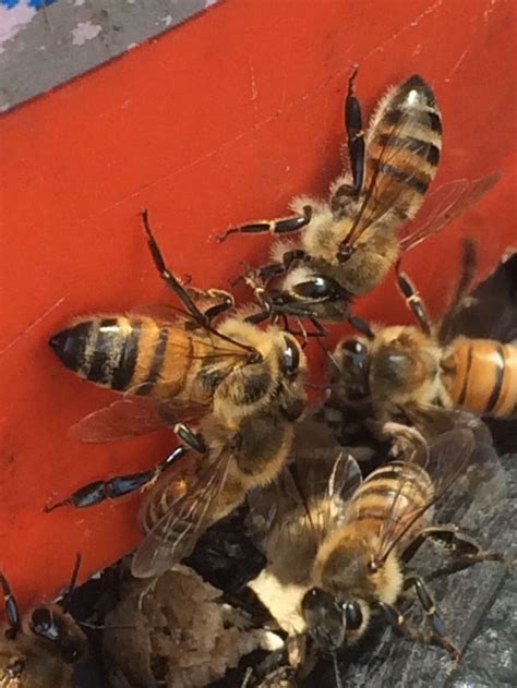 Efficient Teamwork In Bee Pollination