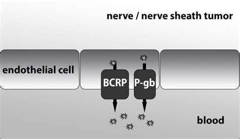 Bcrp Expression In Schwannoma Plexiform Neurofibroma And Mpnst