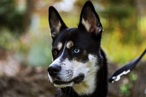 Siberian Husky Mix