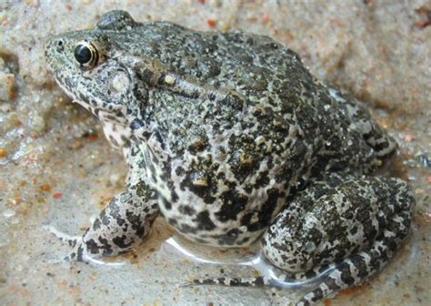 Mississippi Gopher Frog Facts And Pictures