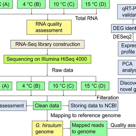 Quality Assessment Metrics For Rna Seq Data A Per Base Sequence Download Scientific Diagram