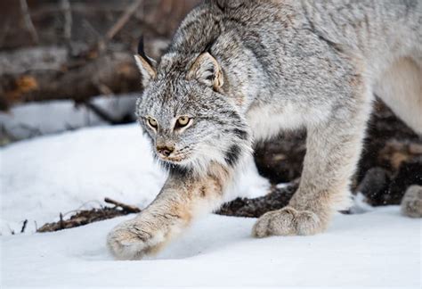 Canada Lynx Fact Sheet