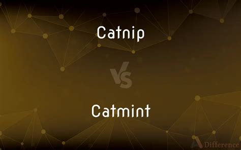 Catnip Vs Catmint — Whats The Difference