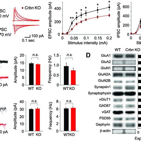 Basal Synaptic Transmission In Sc Ca1 Synapses And Synaptic Protein