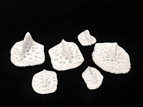 How Alligator Armor Could Offer Clues To Bone Disease Journal Club Pnas