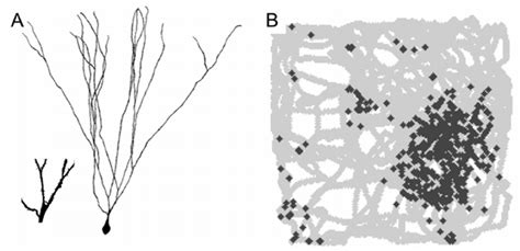 morphology and receptive field properties of dentate granule cell