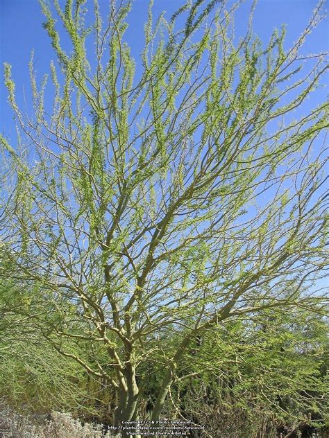 Plantfiles Pictures Parkinsonia Species Palo Brea Sonoran Palo Verde